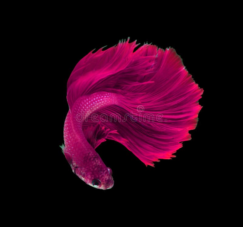111 Pink Dragon Siamese Fighting Fish Betta Fish Isolated Black Photos ...
