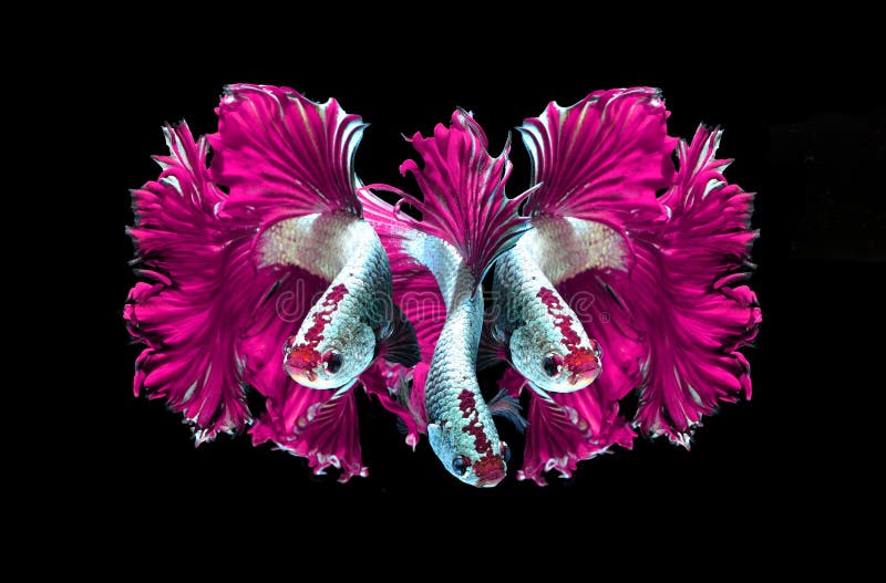 Pink Dragon Siamese Fighting Fish, Betta Fish Isolated on Black Stock ...