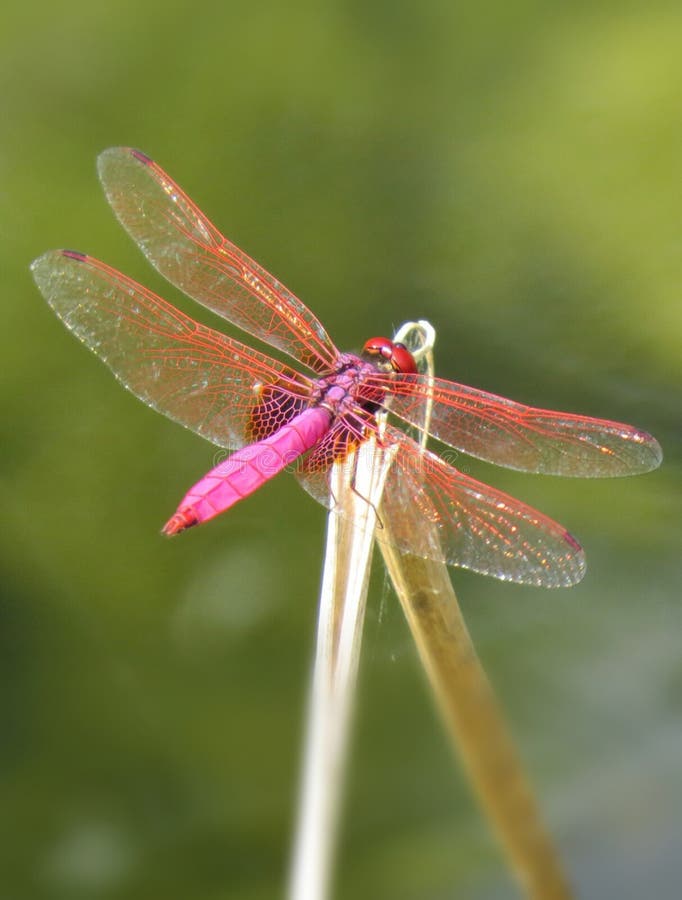 Pink Dragonfly on Wood. Animal Background Stock Photo - Image of ...