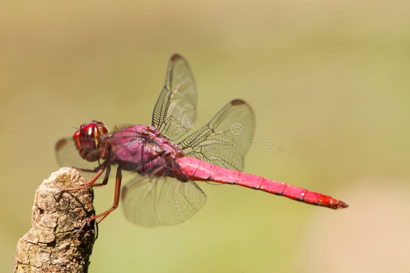 Pink Dragonfly at the Singapore Botanic Gardens Stock Photo - Image of ...