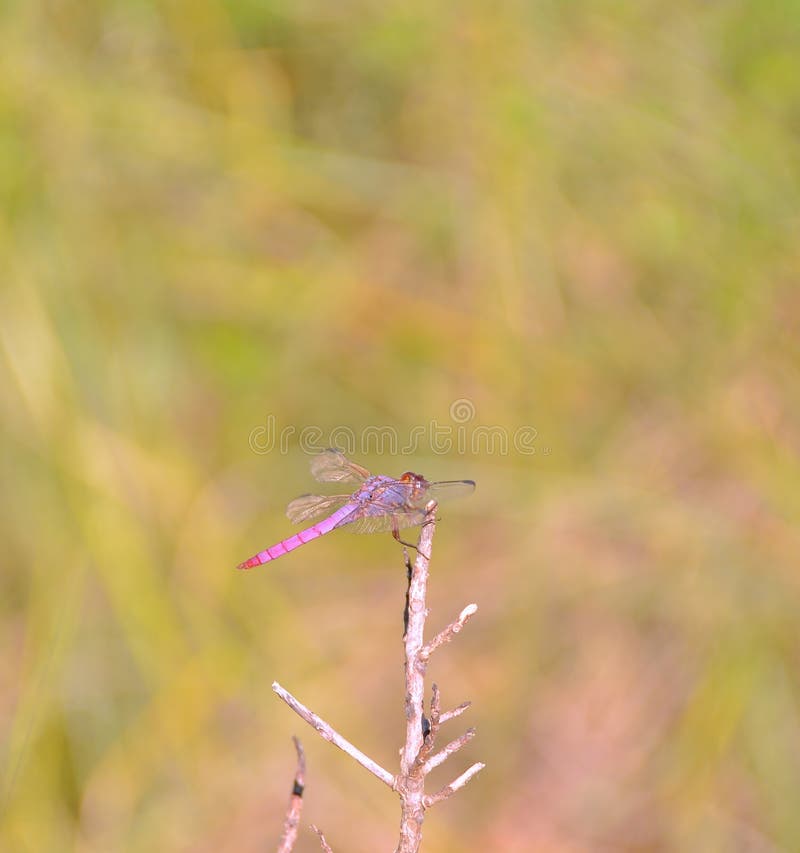 Pink Dragonfly at the Singapore Botanic Gardens Stock Photo - Image of ...