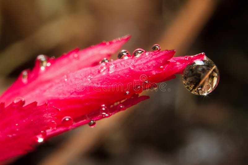 Pink drop stock photo. Image of gardening, leaves, round - 26370844