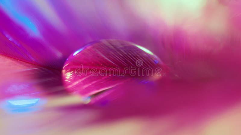 Pink drop stock image. Image of feather, drop, structure - 44117691