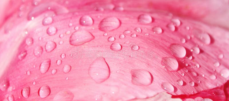 Pink drops stock photo. Image of pink, macro, decorative - 95710888