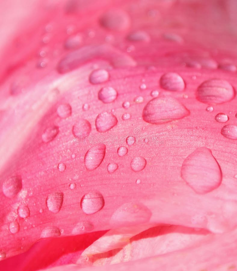 Pink drops stock photo. Image of pink, macro, decorative - 95710888