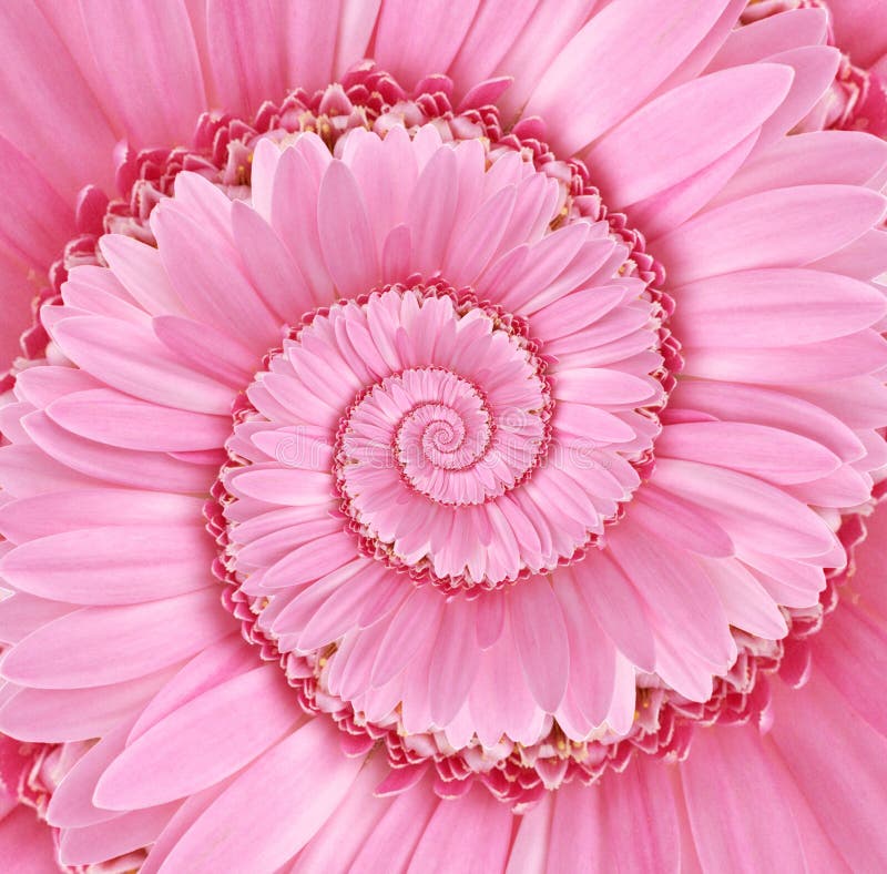 Spiral Flower Fractal Clip Art Vector Drawing Illustration Color Yellow ...