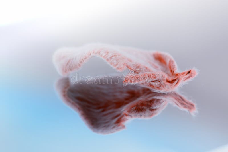 Leaf reflection in mirror stock image. Image of nature - 104403329