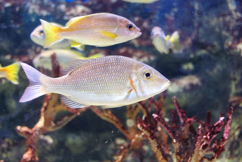 Pink-ear emperor stock image. Image of emperor, pink - 59483653