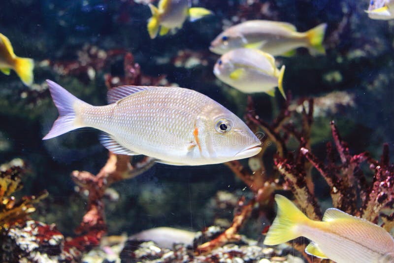 Pink Ear Emperor stock photo. Image of emperor, pink - 59457748