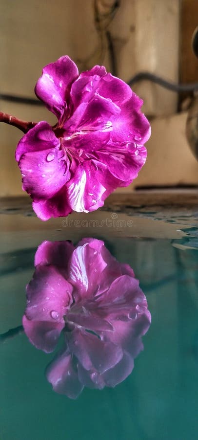 Pink Early Flower Rose Pink Flower Stock Photo - Image of lilac, rose ...