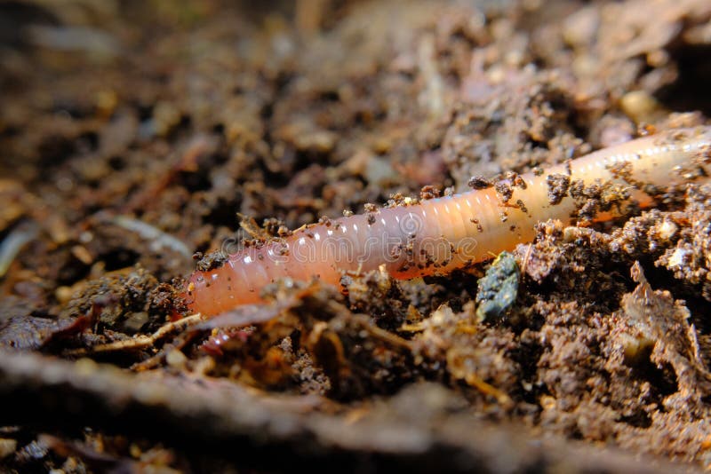 Earthworm Decomposition Stock Photos - Free & Royalty-Free Stock Photos ...