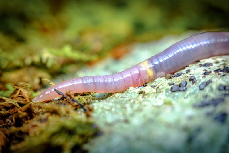 660 Pink Earthworm Stock Photos - Free & Royalty-Free Stock Photos from ...