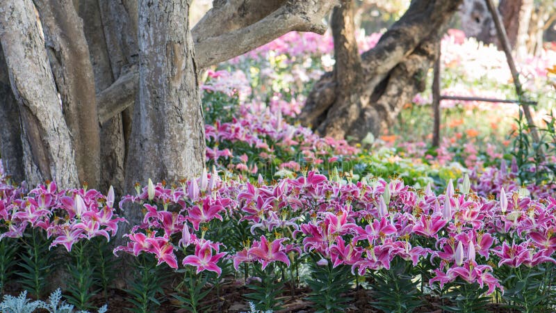 Pink Easter Lilies stock image. Image of nature, objects - 76616271