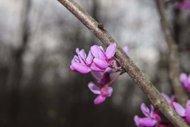 Pink Eastern Redbud Flower on a Branch in Georgia First Signs of Spring ...