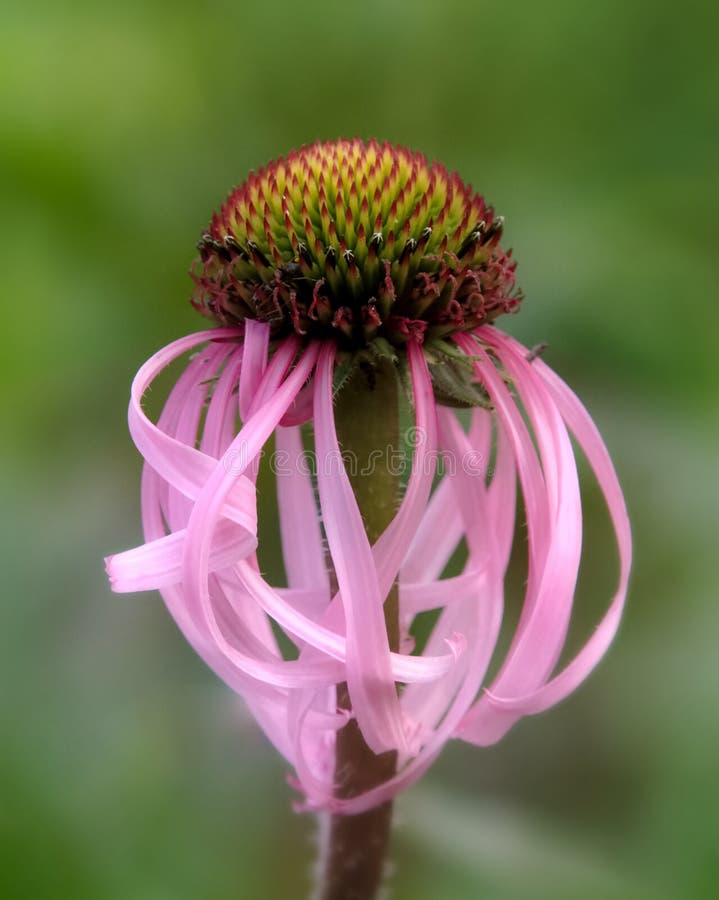 Pink Echinacea Coneflower Bloom in Soft Focus Stock Image - Image of ...