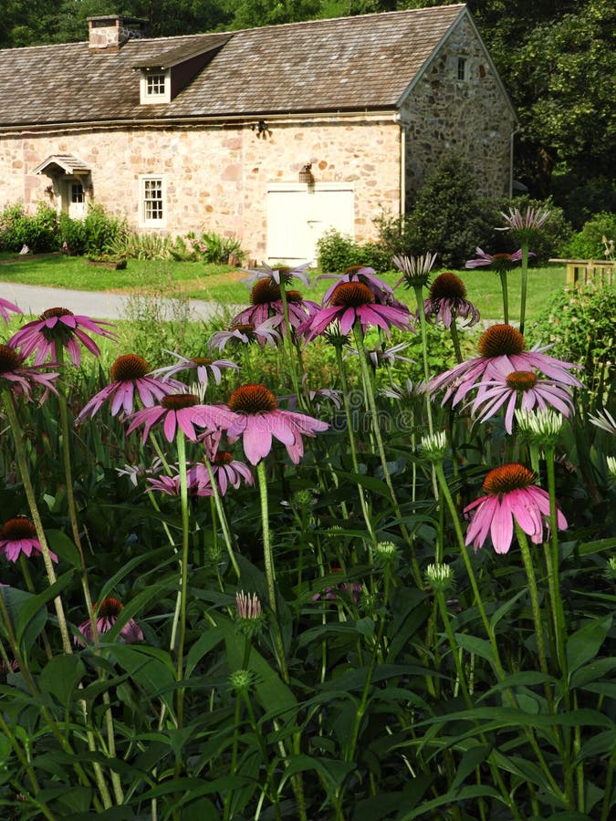 Pink Echinacea Flowers in Foreground of Colonial Stone Building ...
