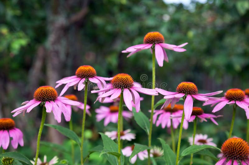 Echinacea purpurea stock image. Image of coneflower, green - 42244329