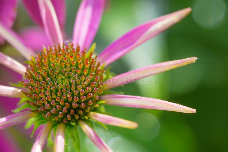 Pink Echinacea Flowers stock photo. Image of flower, green - 53221868 Pink Echinacea Flowers stock photo. Image of flower, green - 53221868