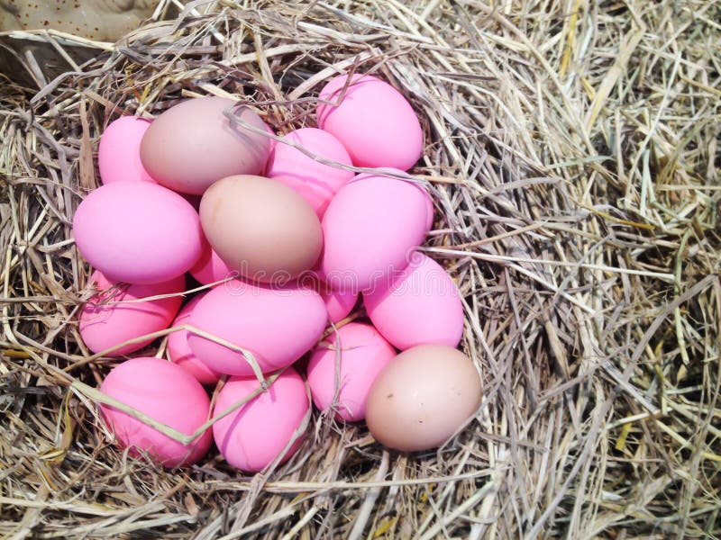 Pink egg on hay stock image. Image of close, frame, blue - 94333213