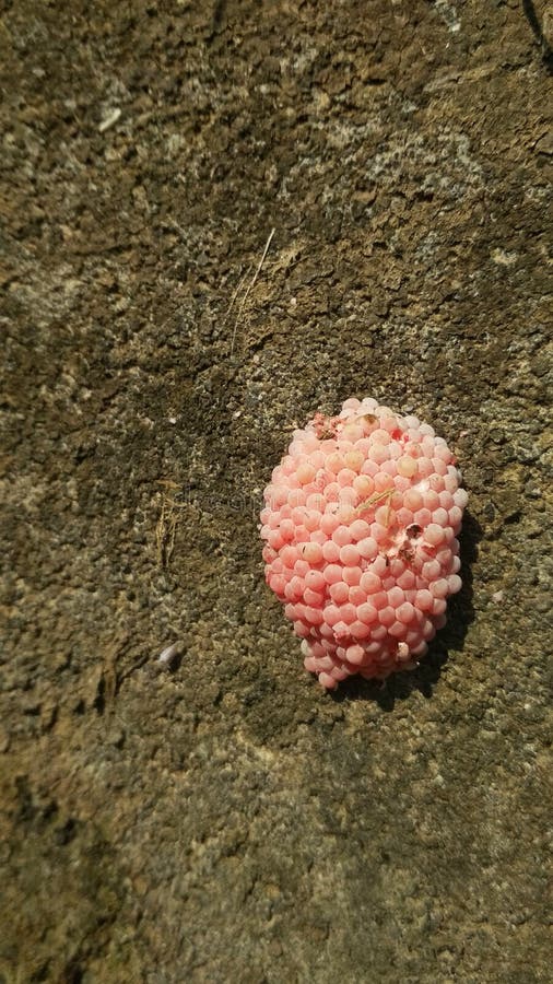 Pink egg snail stock image. Image of invertebrate, wild - 189060897