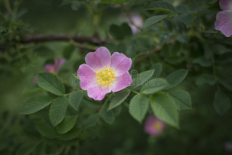 Pink eglantine rose stock image. Image of cankerrose - 95565895