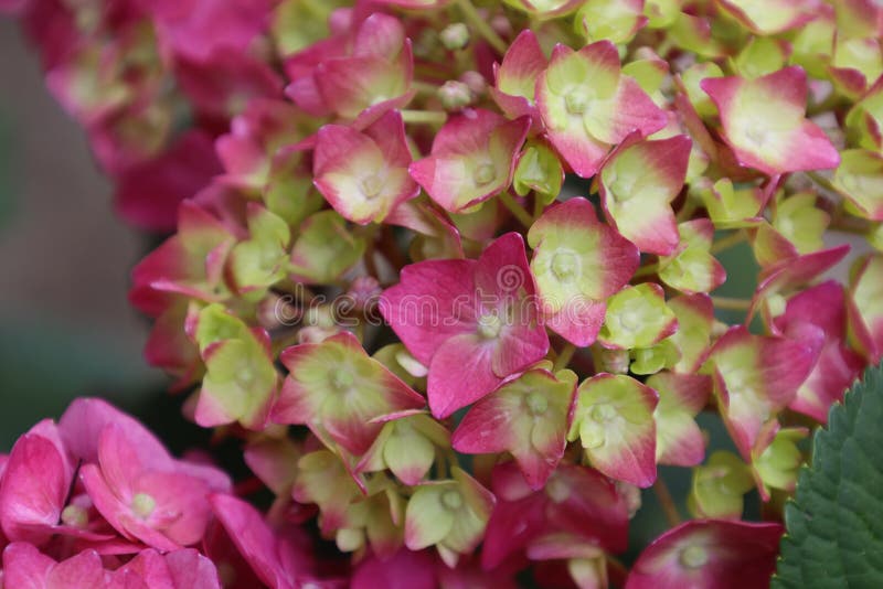 Pink Endless Summer Crush Hydrangea Close Up Stock Photo - Image of ...