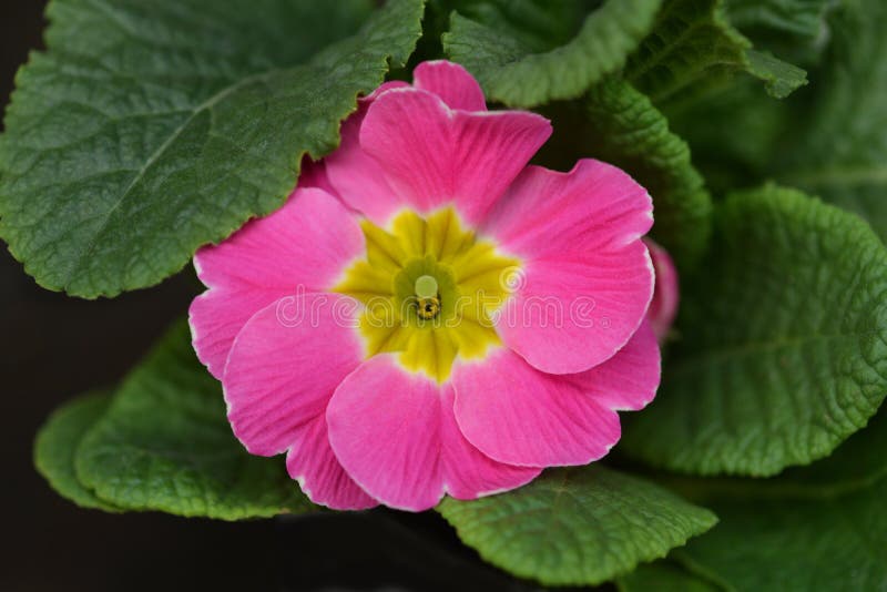 Pink English Primrose stock photo. Image of plant, botany - 175294422