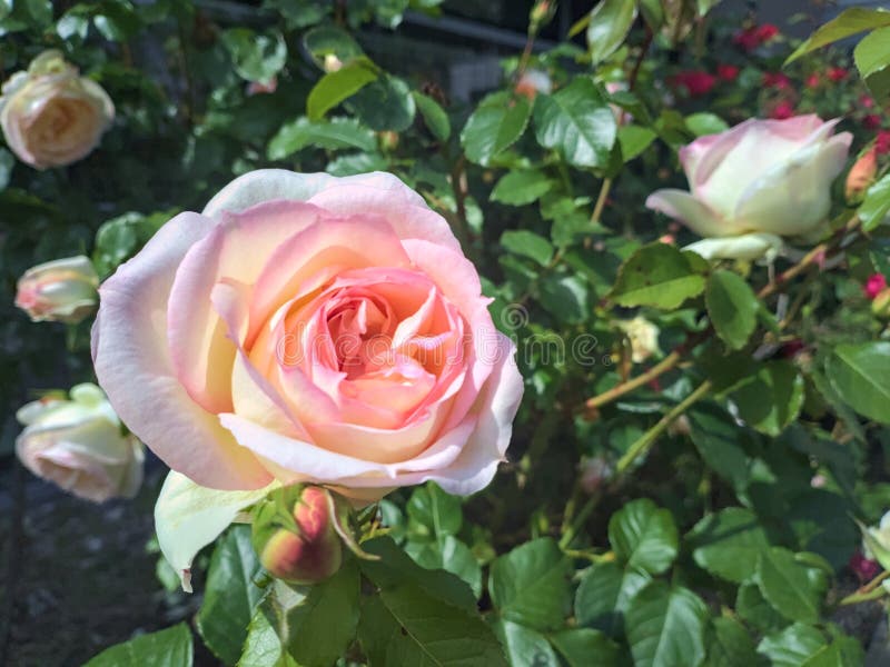 Pink english rose in bloom stock image. Image of close - 316612765