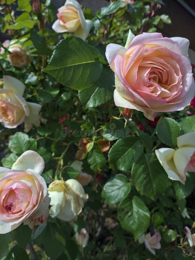 Pink english rose in bloom stock photo. Image of close - 316612962