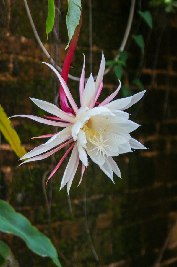 The Pink Epiphyllum Bloomed in the Corner Stock Image - Image of ...