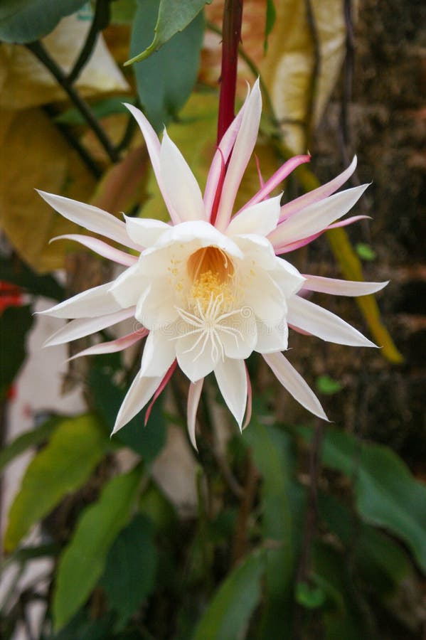 The Pink Epiphyllum Bloomed in the Corner Stock Image - Image of ...