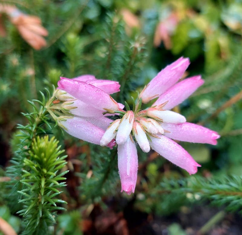 Erica Carnea Purple Violet Pink Protected Woodland Flower in Bloom ...