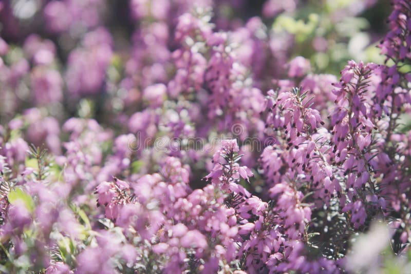 Pink Erica Flowering Plant, Top View. Flowering Erica Gracilis ...