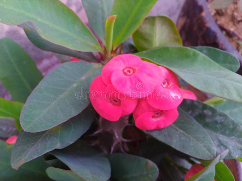 Pink Euphorbia milli stock image. Image of tree, food - 216271187