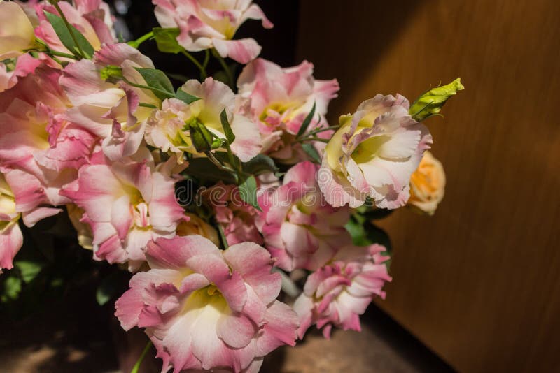 Pink eustoma flowers stock photo. Image of botanical - 90679136