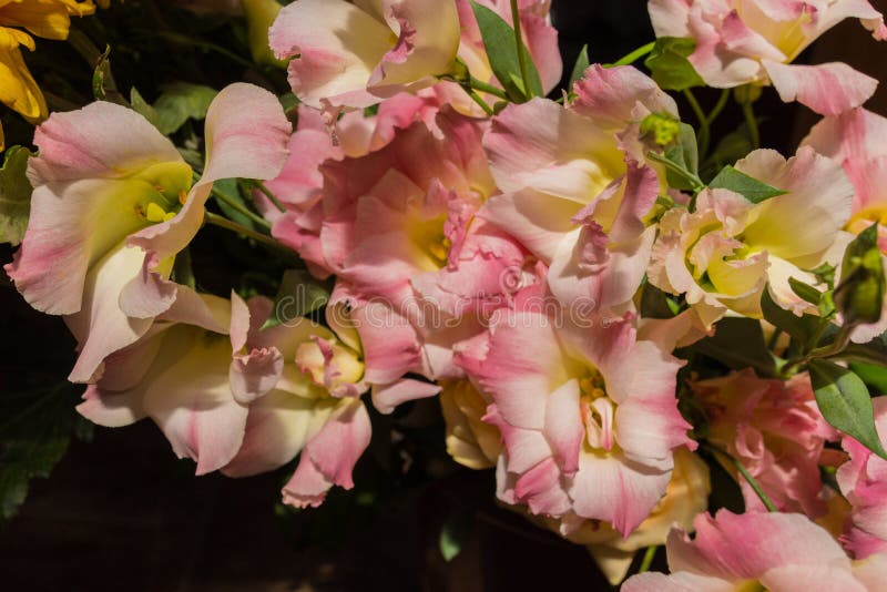 Pink eustoma flowers stock photo. Image of spring, nature - 90679196