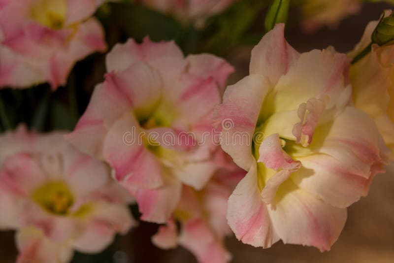 Pink eustoma flowers. stock image. Image of beauty, macro - 90679509