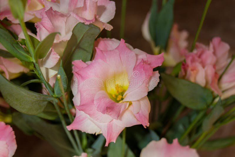 Pink eustoma flowers. stock image. Image of details, eustoma - 90679581