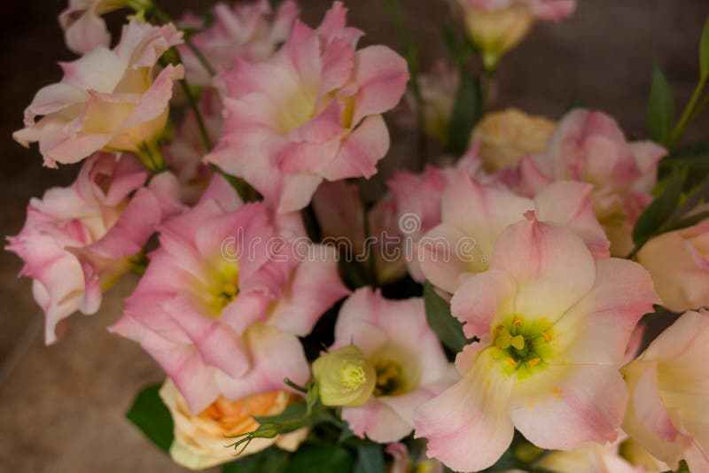 Pink eustoma flowers. stock image. Image of plant, blossom - 90679627