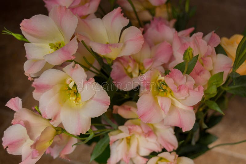 Pink eustoma flowers. stock photo. Image of colorful - 90679646
