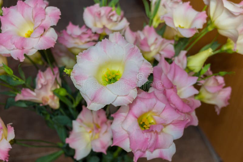 Pink eustoma flowers. stock photo. Image of yellow, plants - 90679652