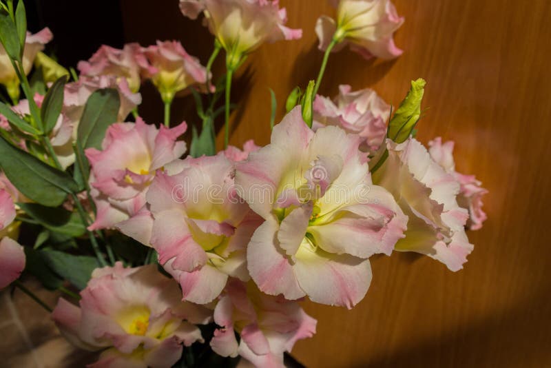 Pink eustoma flowers. stock photo. Image of plants, vivid - 90679654