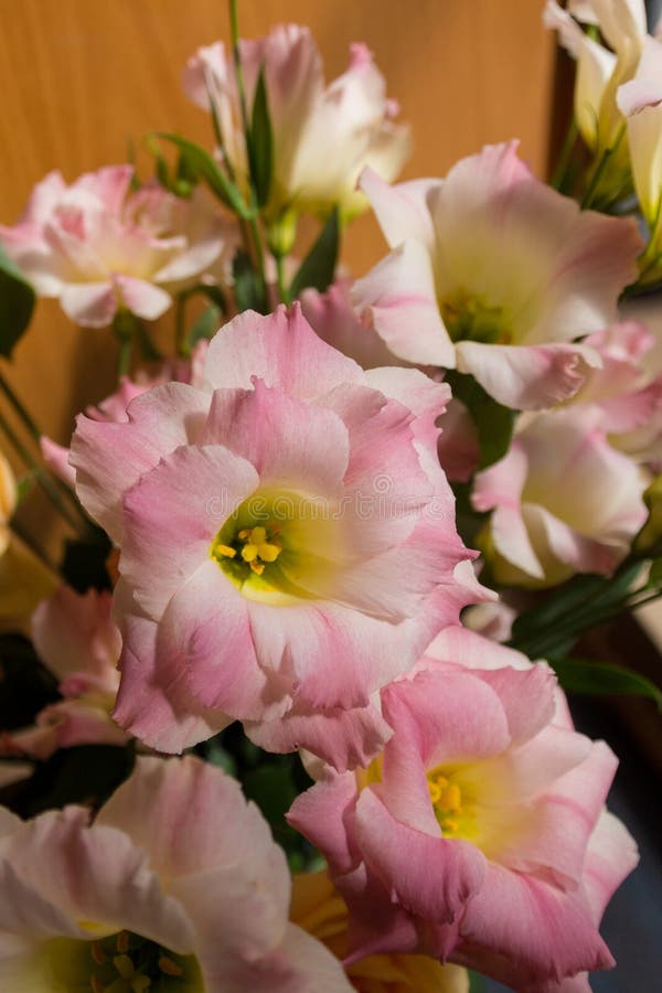 Pink eustoma flowers. stock photo. Image of leaves, petals - 90679664