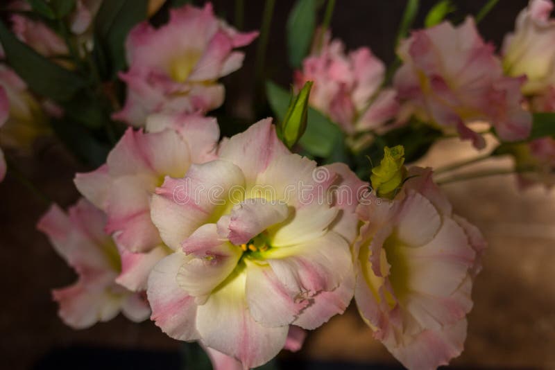 Pink eustoma flowers. stock photo. Image of yellow, eustoma - 90679674