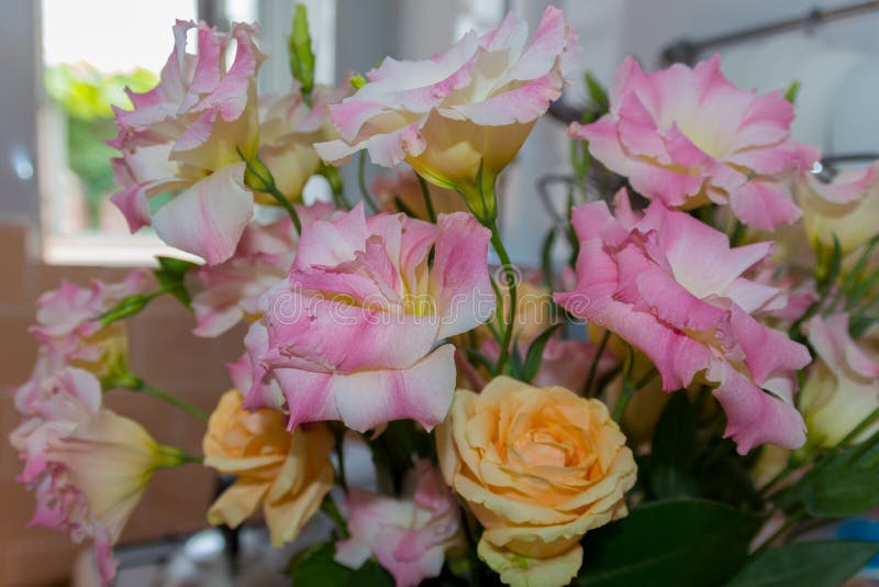 Pink eustoma flowers. stock image. Image of nature, eustoma - 90679765