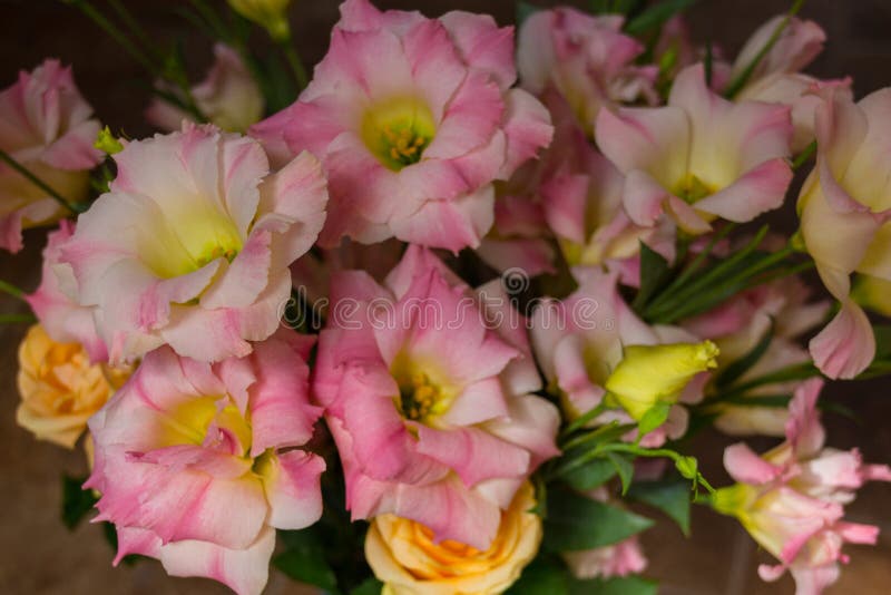 Pink eustoma flowers. stock photo. Image of botanical - 90679772