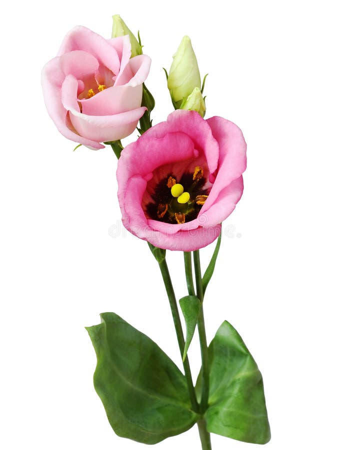 Pink eustoma flowers stock image. Image of pink, eustoma - 158475565