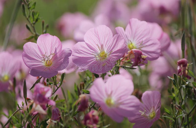 Pink evening primrose stock photo. Image of meadow, sunny - 96021980