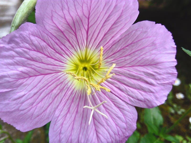 Pink Evening Primrose stock photo. Image of buttercups - 183634860