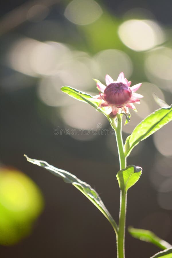 Pink Everlasting flower stock photo. Image of field, closeup - 50252312